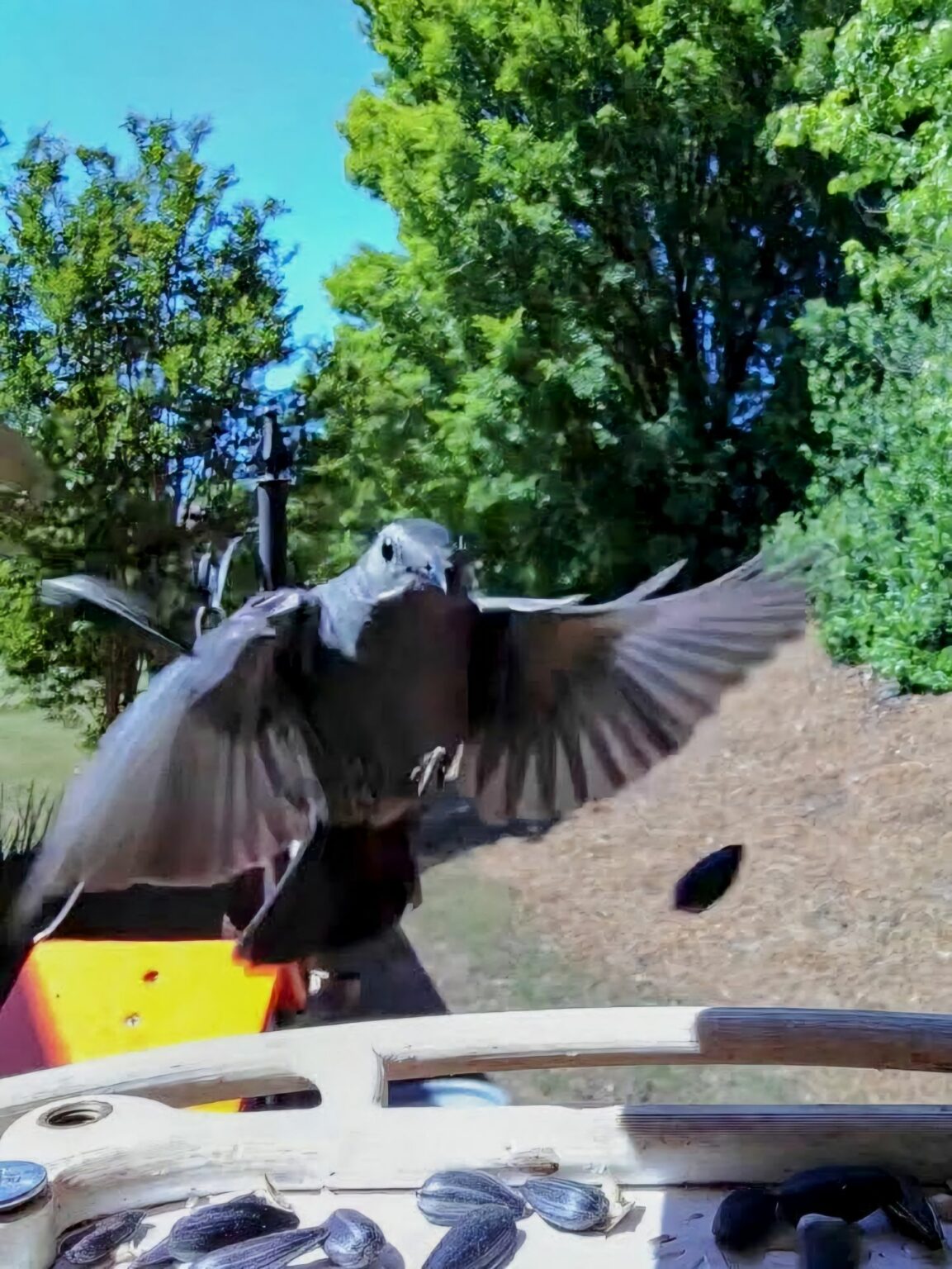 Catbird Landing – Trommetter.TV